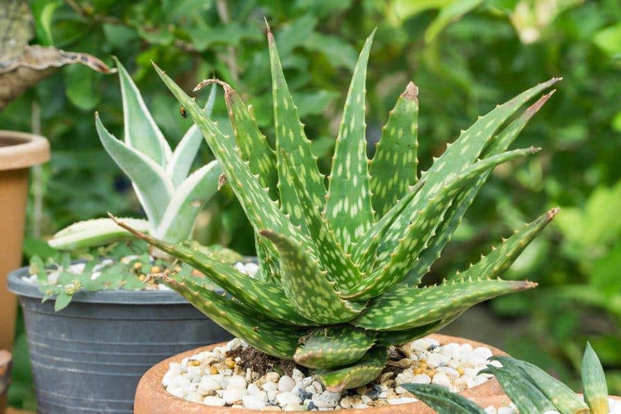 Les 5 meilleures plantes succulentes pour votre maison